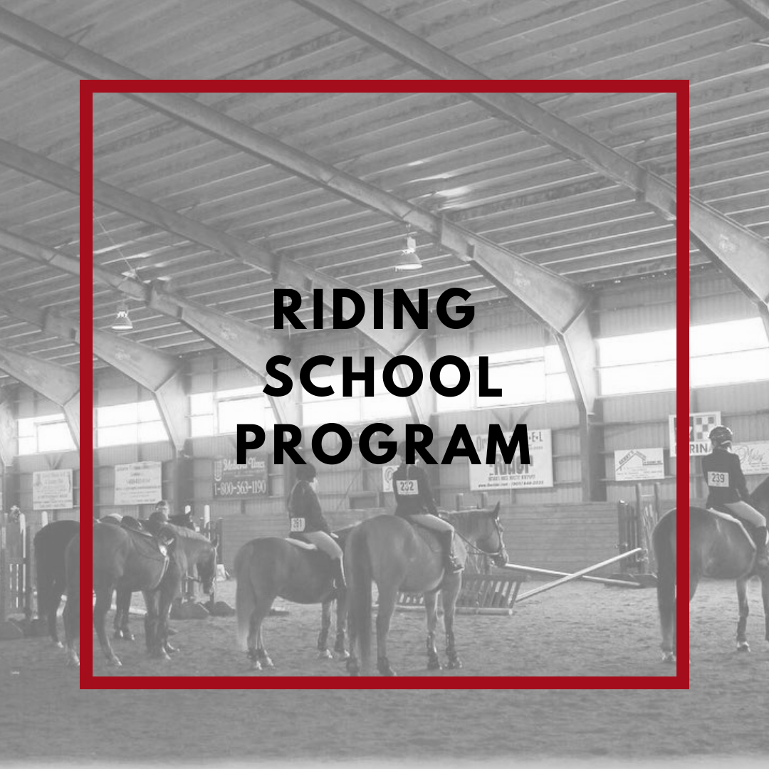 MJM Equestrian Centre – Horse Boarding, Riding School Program, Horse ...